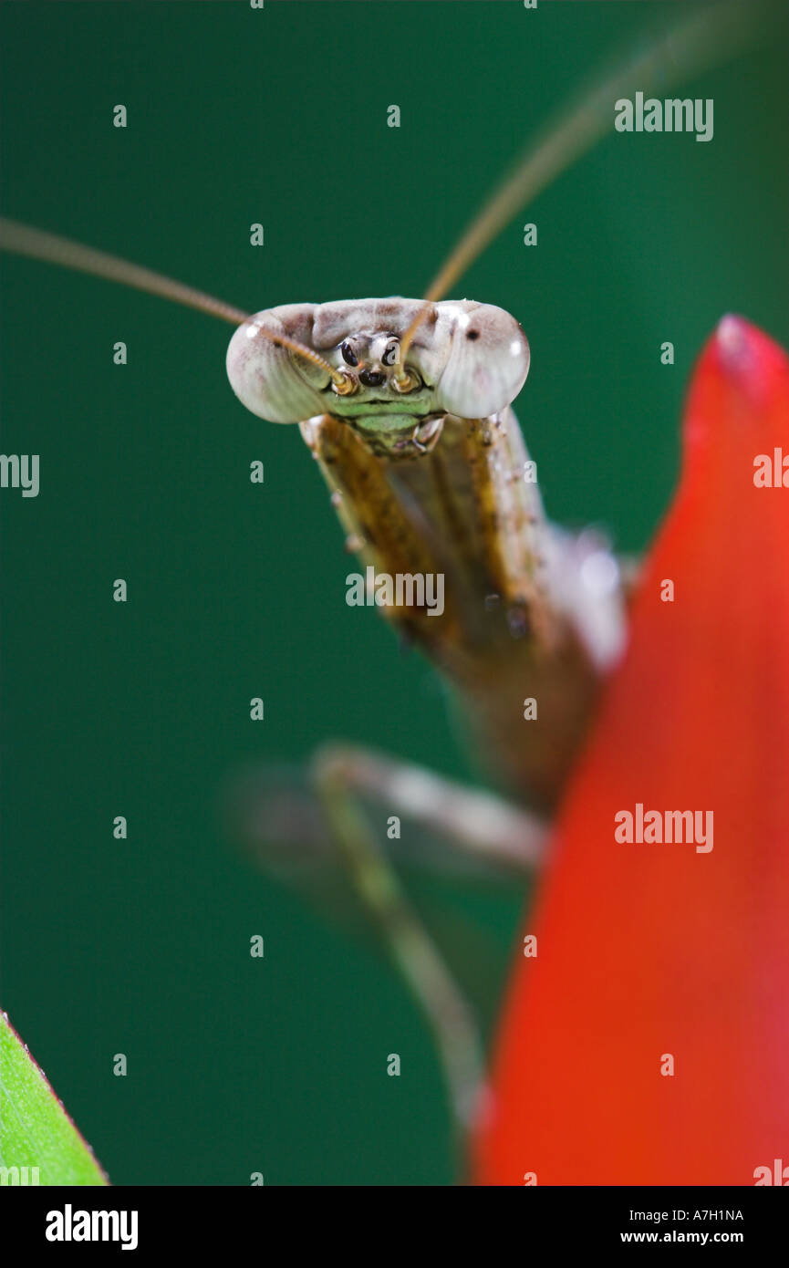 Tanzanian Bush Mantis Polyspilota sp Stock Photo - Alamy