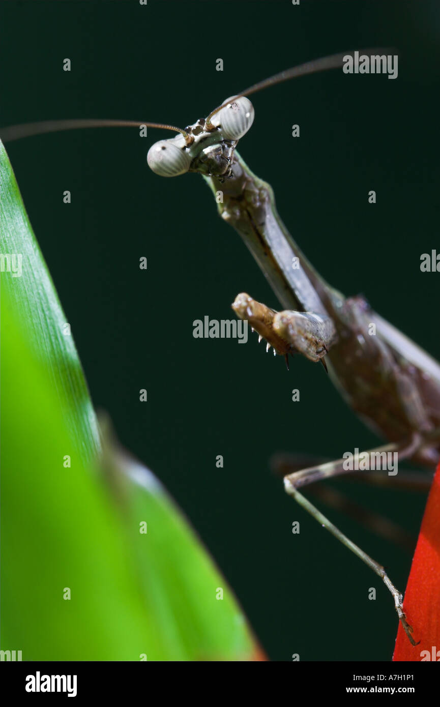 African bush mantis hi-res stock photography and images - Alamy