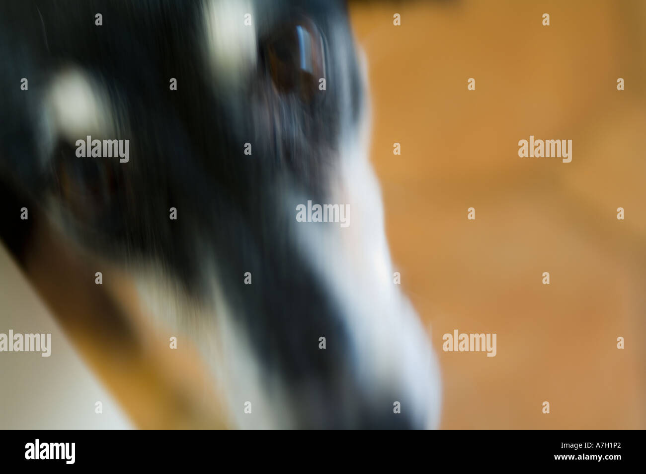 Blurred view of dog moving Stock Photo - Alamy
