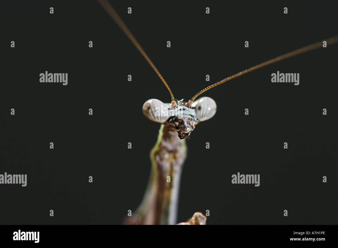 Tanzanian mantis hi-res stock photography and images - Alamy