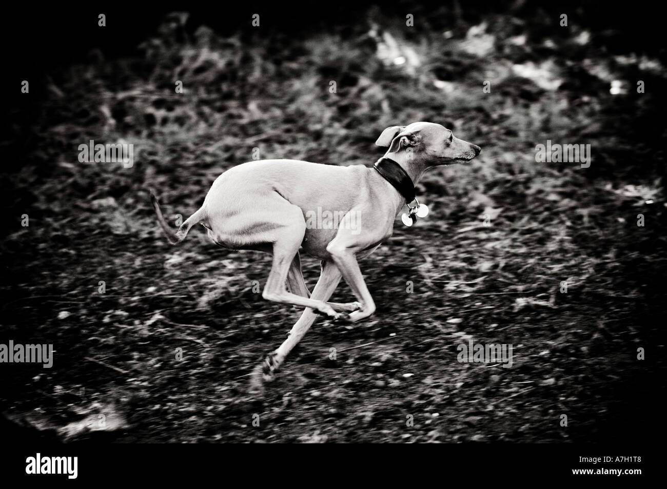 Italian greyhound running Stock Photo - Alamy