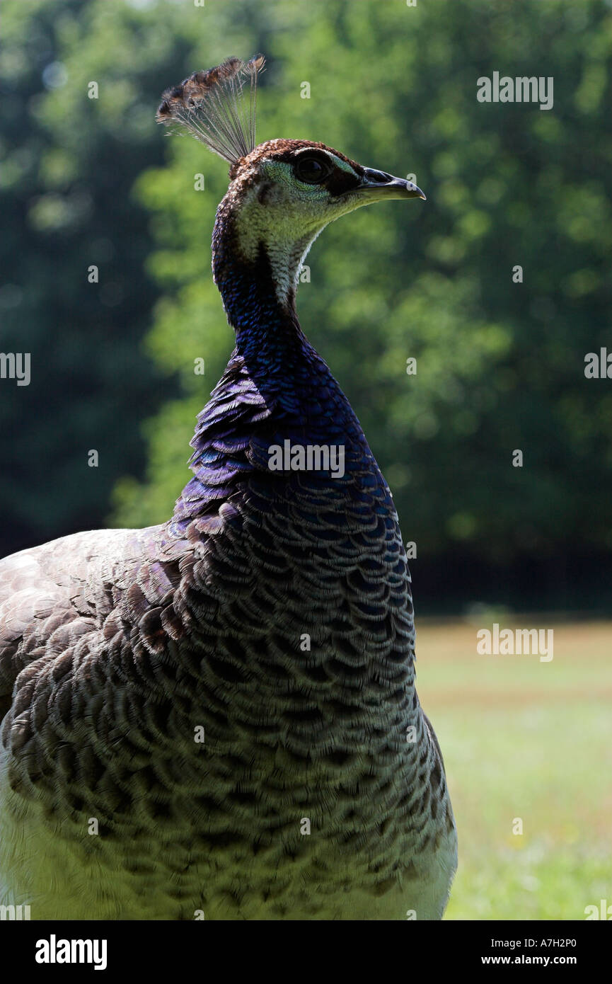 Peahen hi-res stock photography and images - Alamy