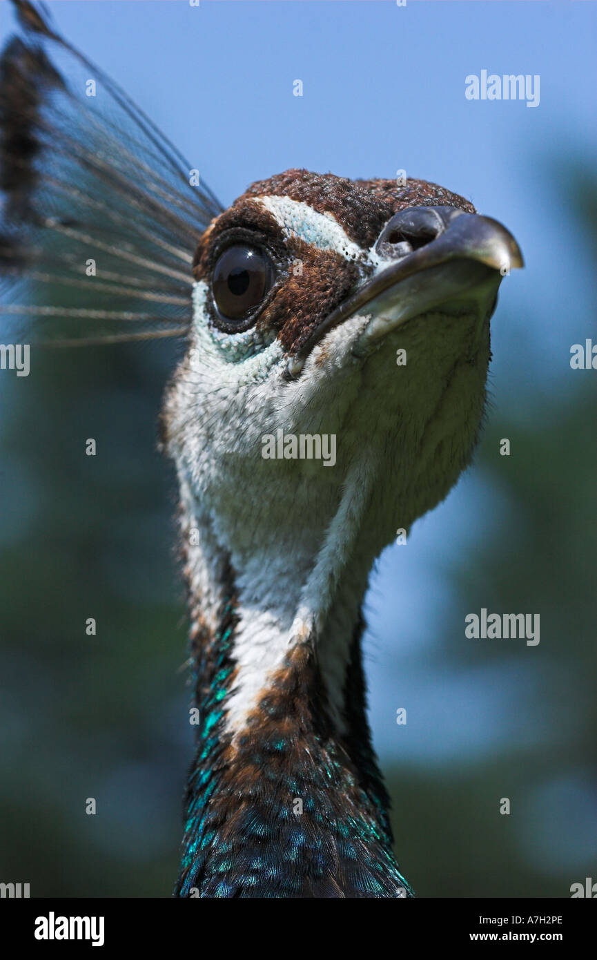 Female peahen hi-res stock photography and images - Alamy