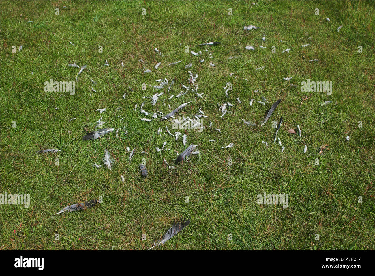 Sparrowhawk feathers hi-res stock photography and images - Alamy