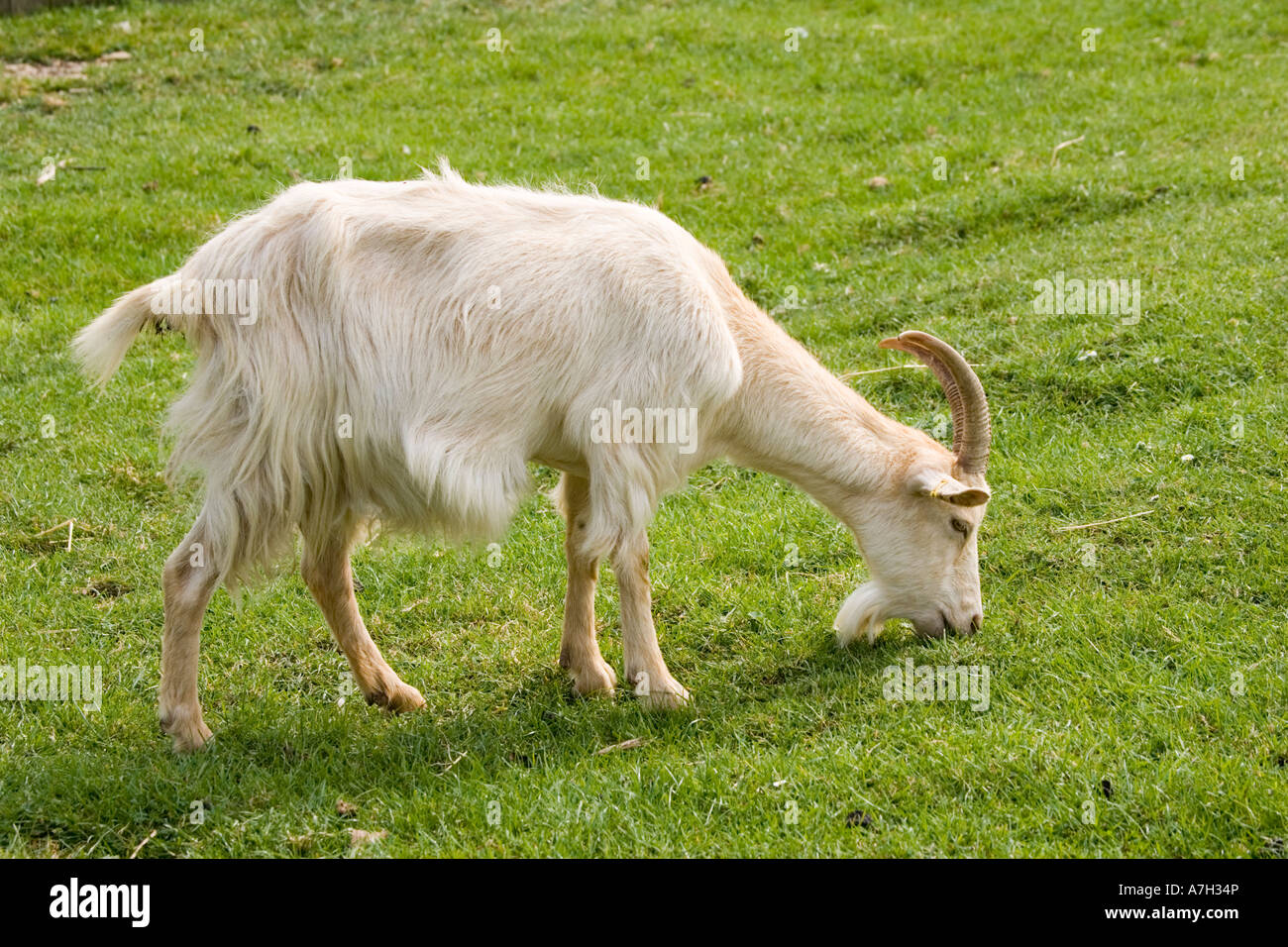 White Billy Goat