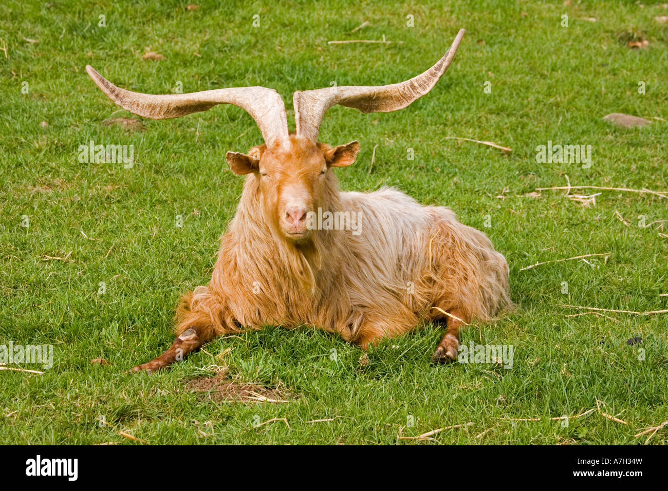 Large horned Guernsey Billy goat Rare Breed Trust Cotswold Farm Park UK ...