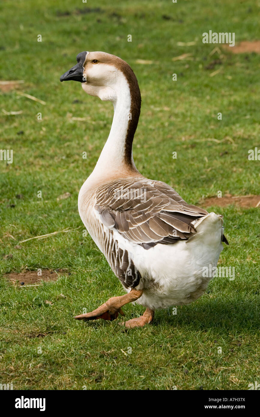 Chinese or Swan goose Anser cygnoides Rare Breed Trust Cotswold Farm ...