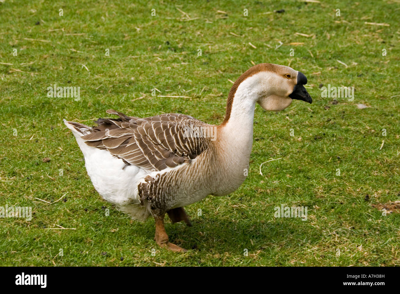 Chinese goose breed hi-res stock photography and images - Alamy