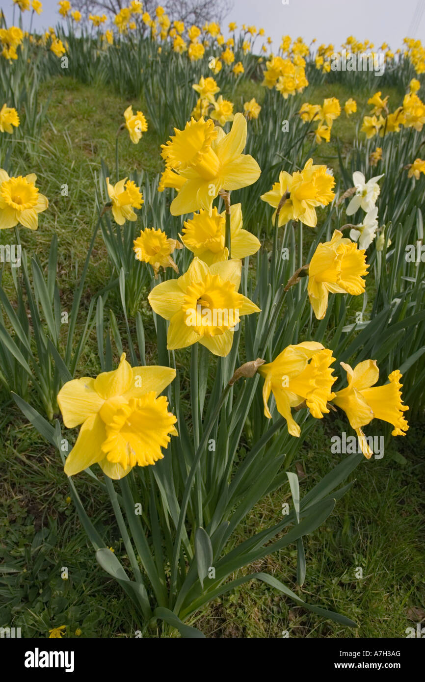 Daffodils in full bloom on roadside verge Woodmancote Cotswolds UK ...
