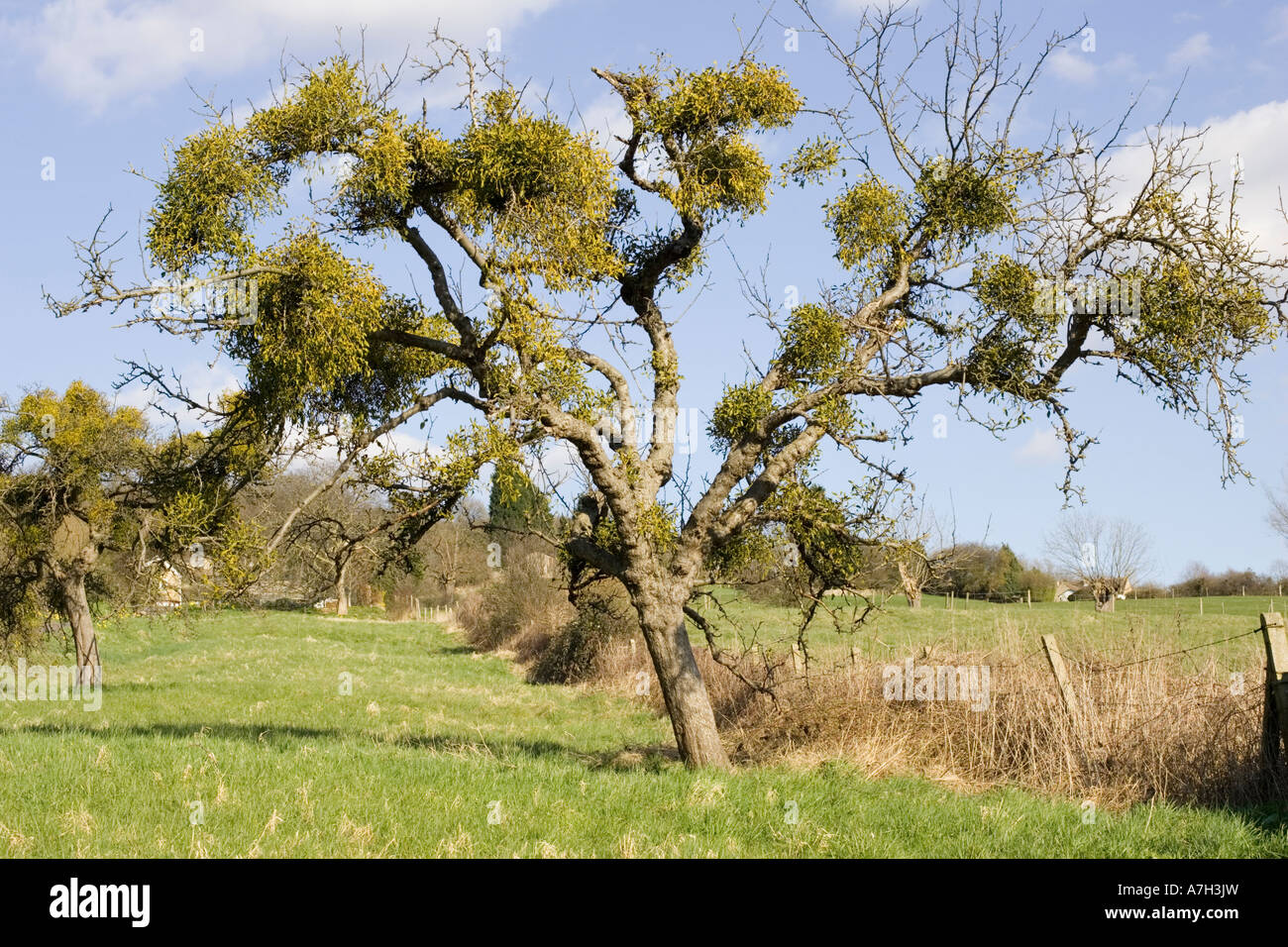 Old apple tree covered in parasitic European mistletoe Viscum album ...