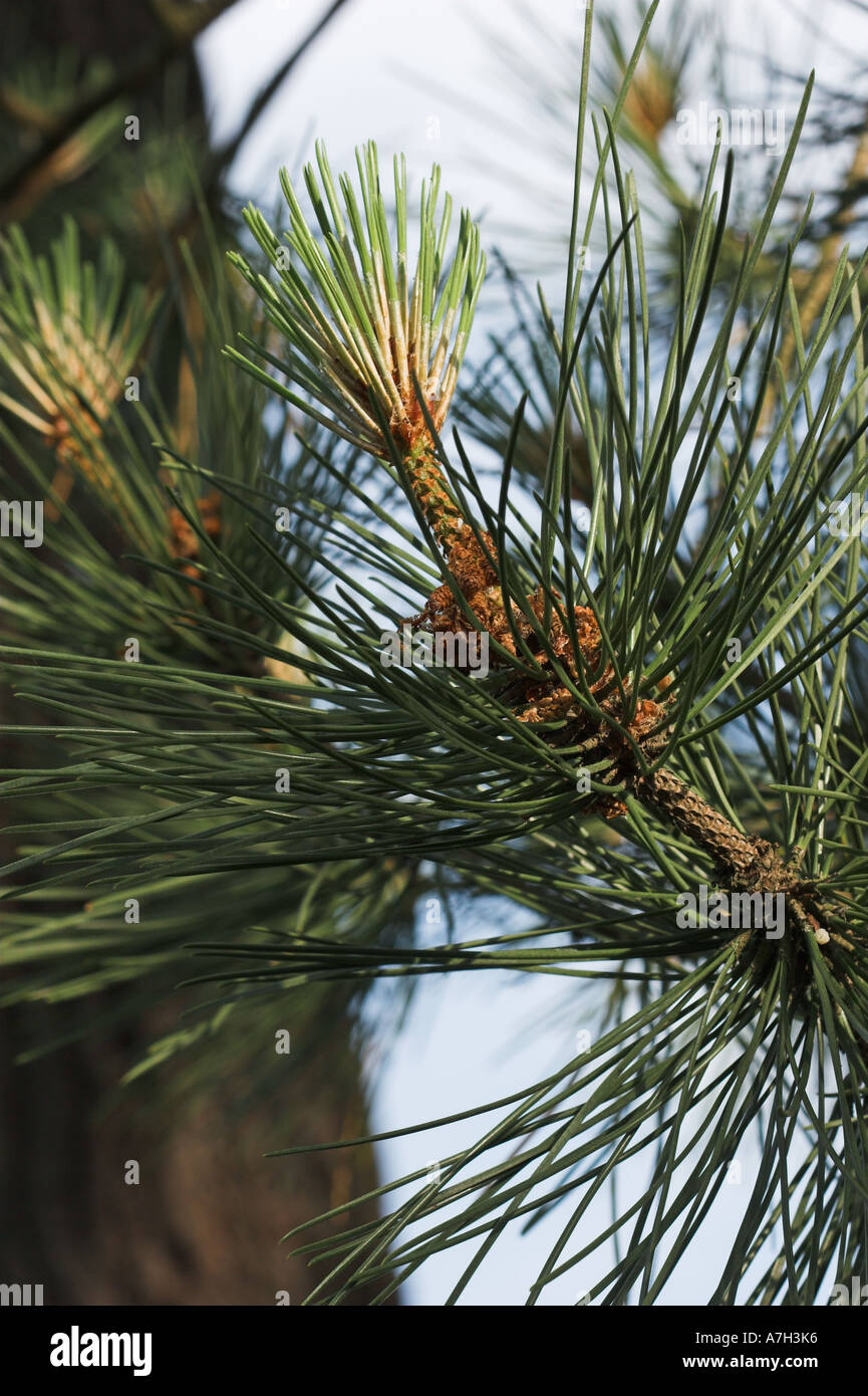 Maritime pine tree Pinus pinaster male flower half eaten by red ...