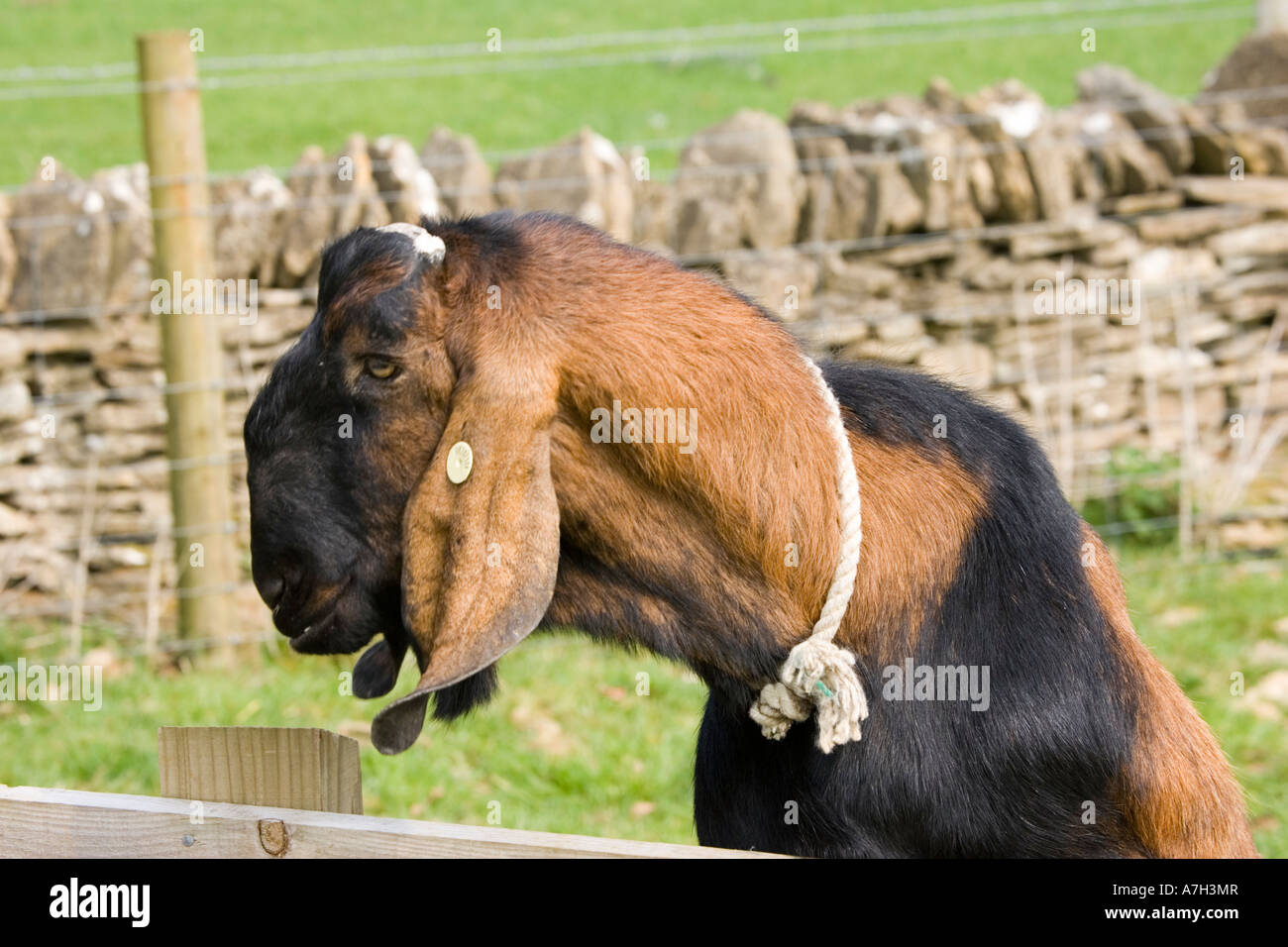 Head of Nanny goat peering over fence Rare Breed Trust Cotswold Farm ...