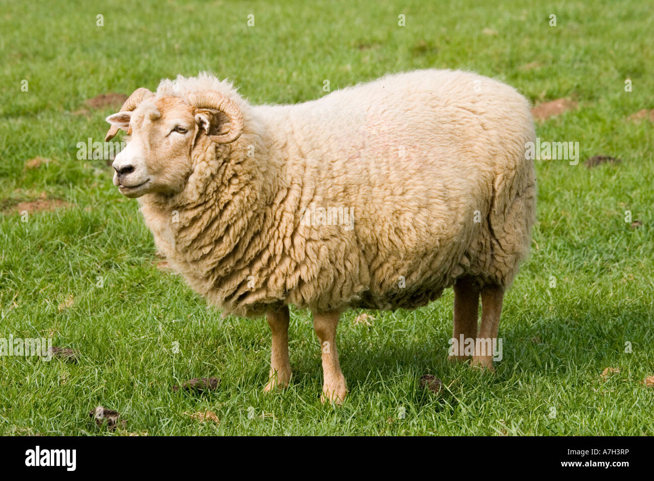 Portland sheep grazing Rare Breed Trust Cotswold Farm Park UK Stock ...