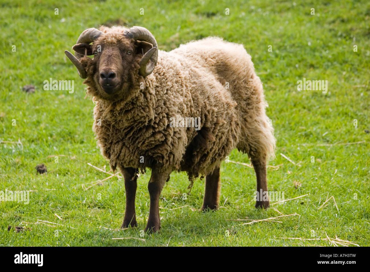 Prized sheep hi-res stock photography and images - Alamy