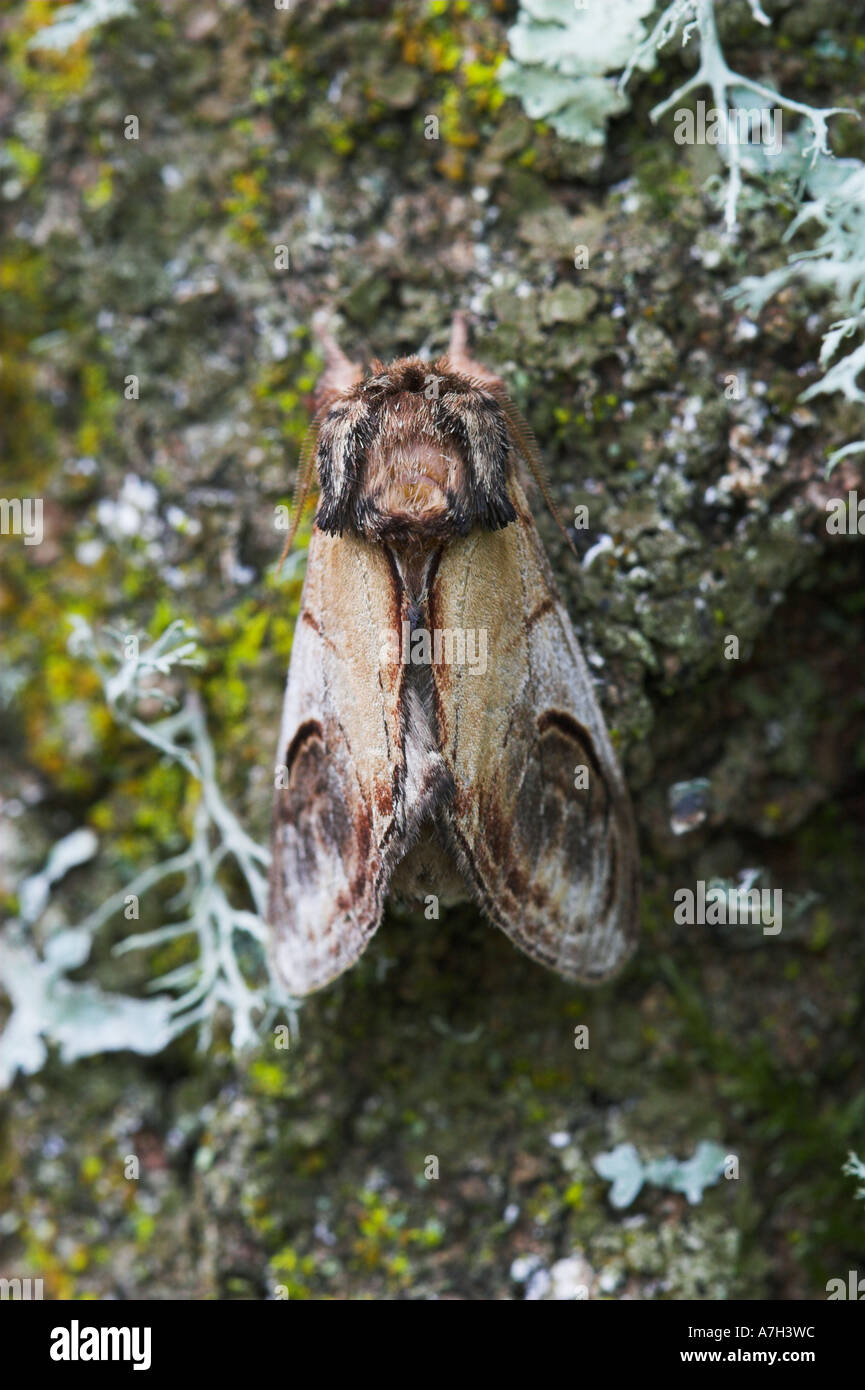 Pebble prominent moth hi-res stock photography and images - Alamy