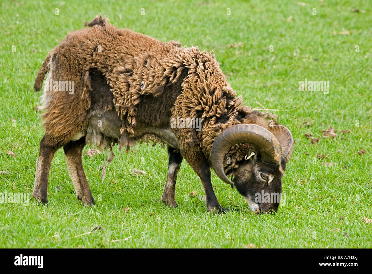 Soay sheep hi-res stock photography and images - Alamy