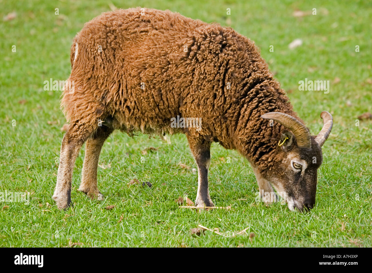 Soay sheep hi-res stock photography and images - Alamy