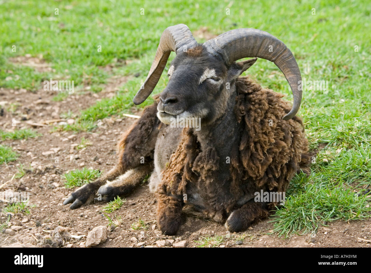 Soay ram sheep Rare Breed Trust Cotswold Farm Park Stock Photo - Alamy