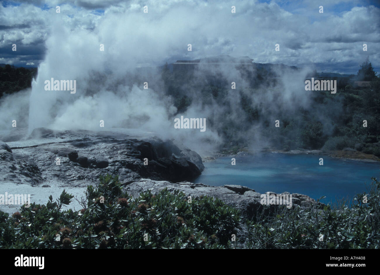 geysers exploding at whakarewarewa rotorua new zealand Stock Photo - Alamy