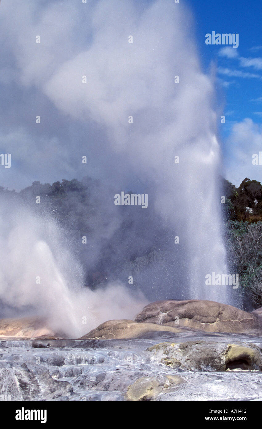geysers exploding at whakarewarewa rotorua new zealand Stock Photo - Alamy