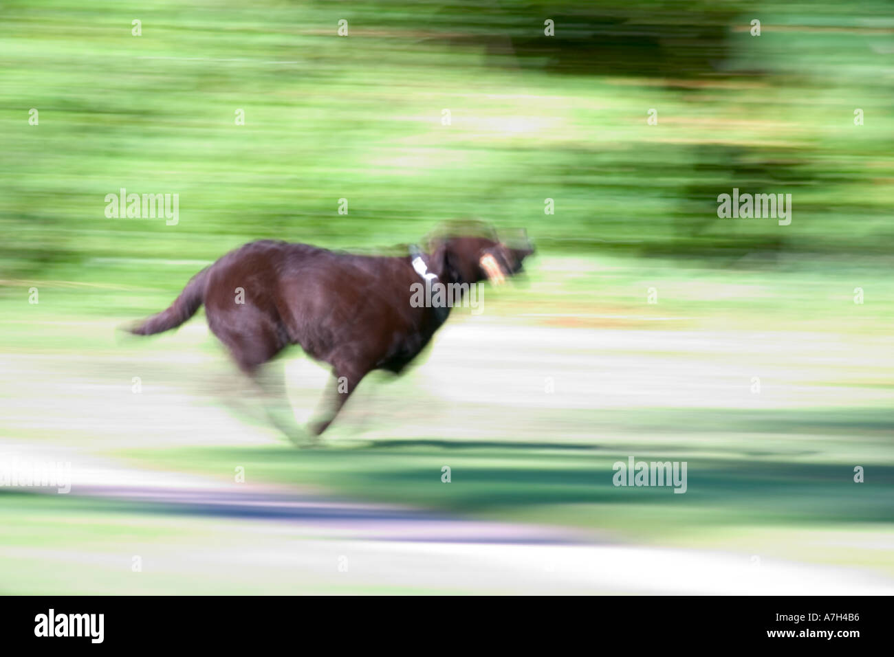 Dog running in profile with blur motion background Stock Photo - Alamy