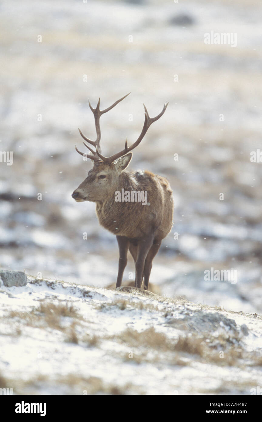 red deer in snow Stock Photo - Alamy