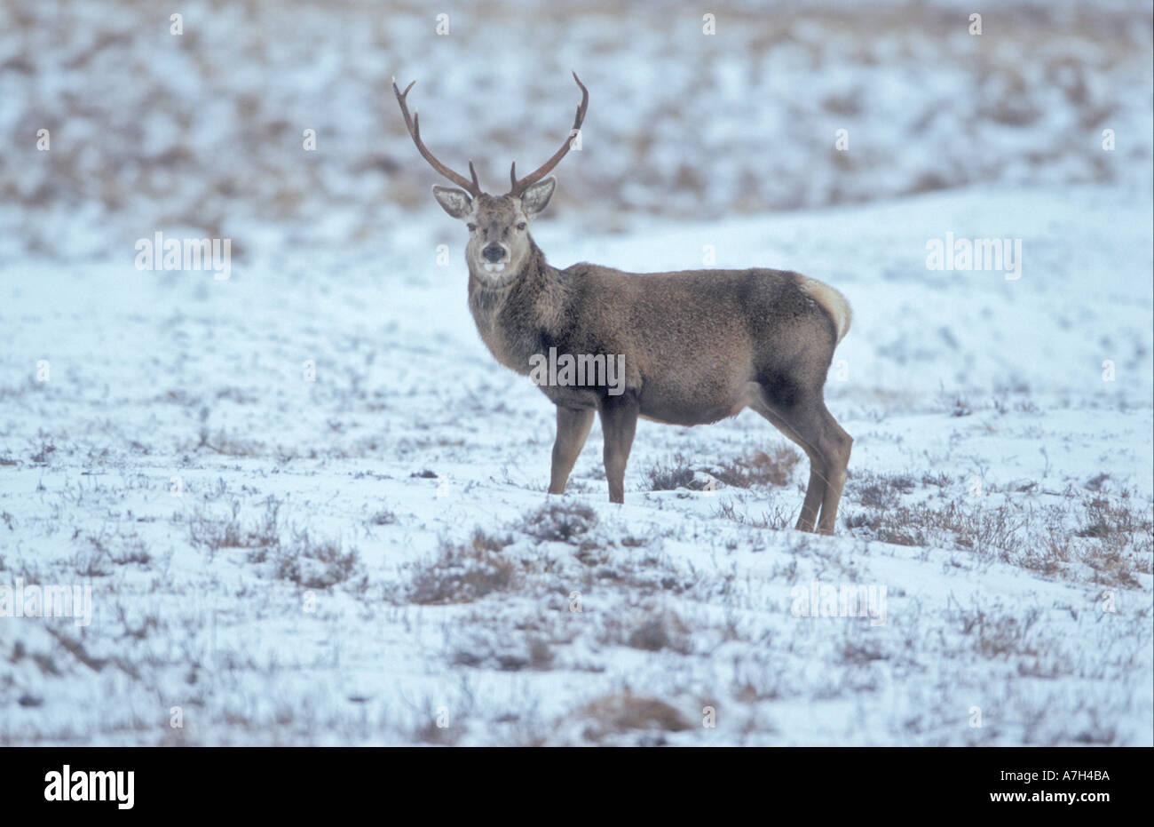 red deer in the snow Stock Photo - Alamy