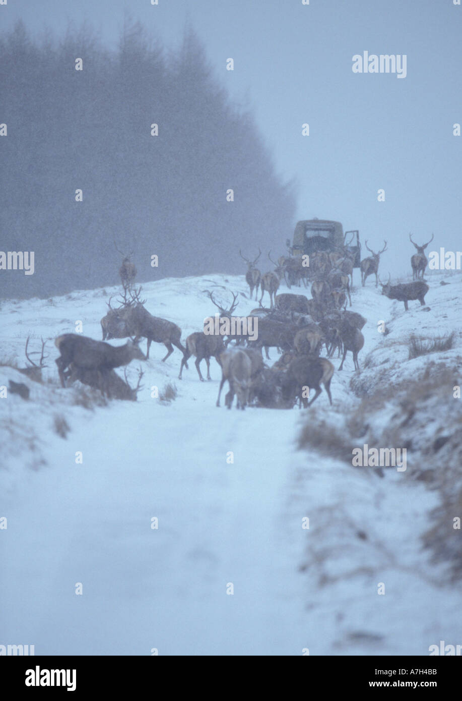 feeding the red deer in a snow storm Stock Photo - Alamy