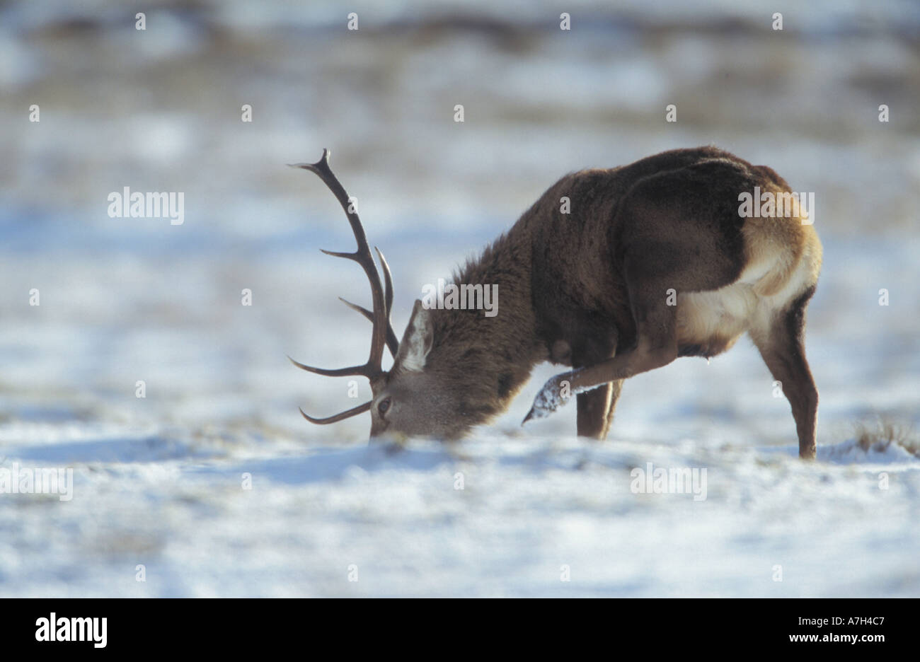 Deer itching hi-res stock photography and images - Alamy