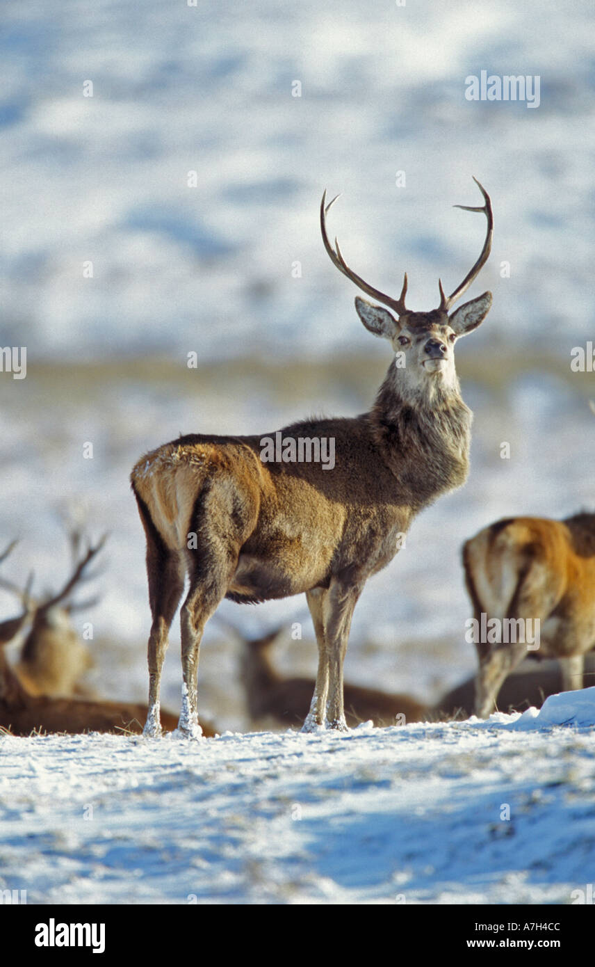 red deer standing up in a herd sitting down Stock Photo - Alamy