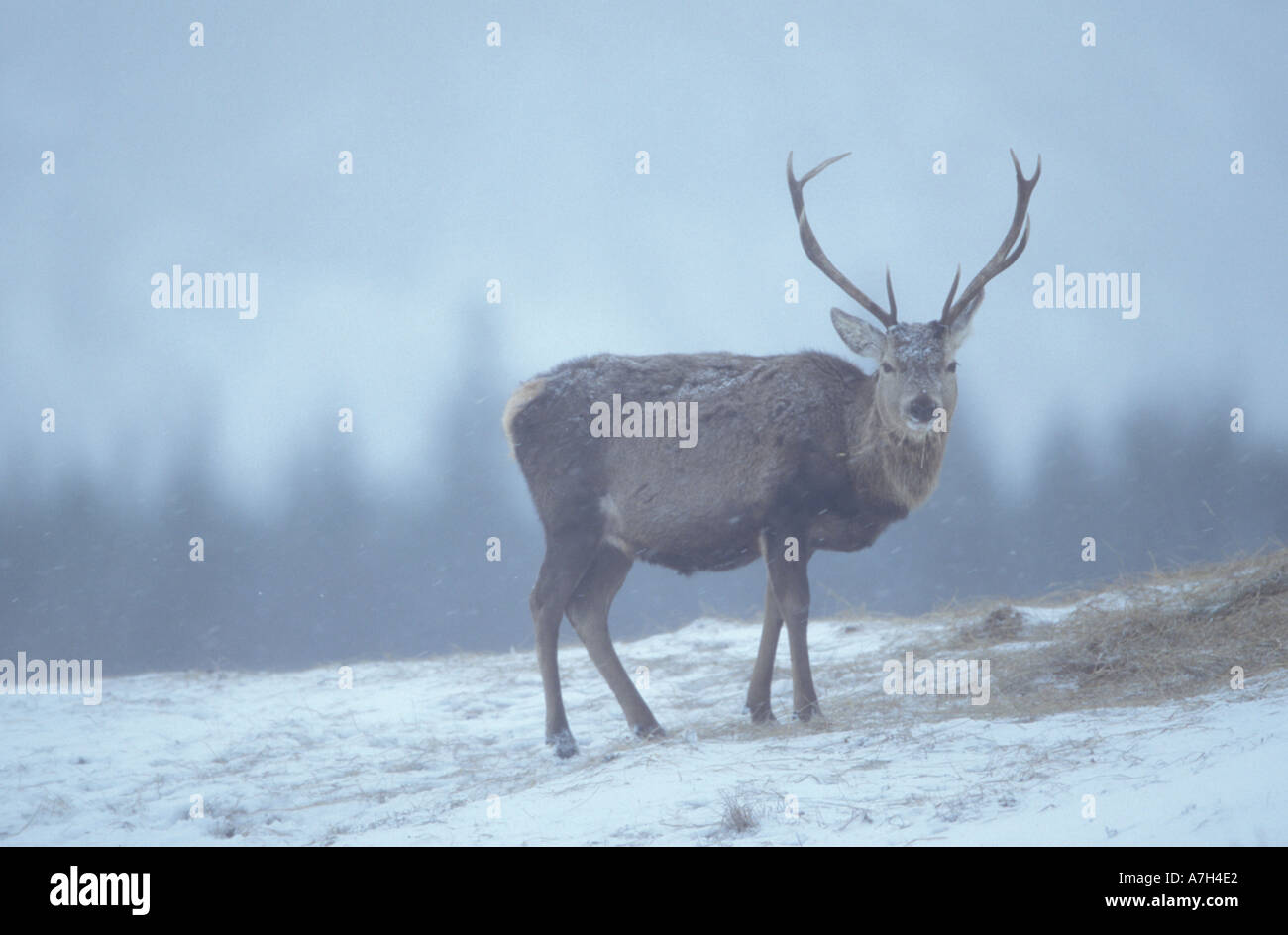 red deer eating in a snow storm Stock Photo - Alamy
