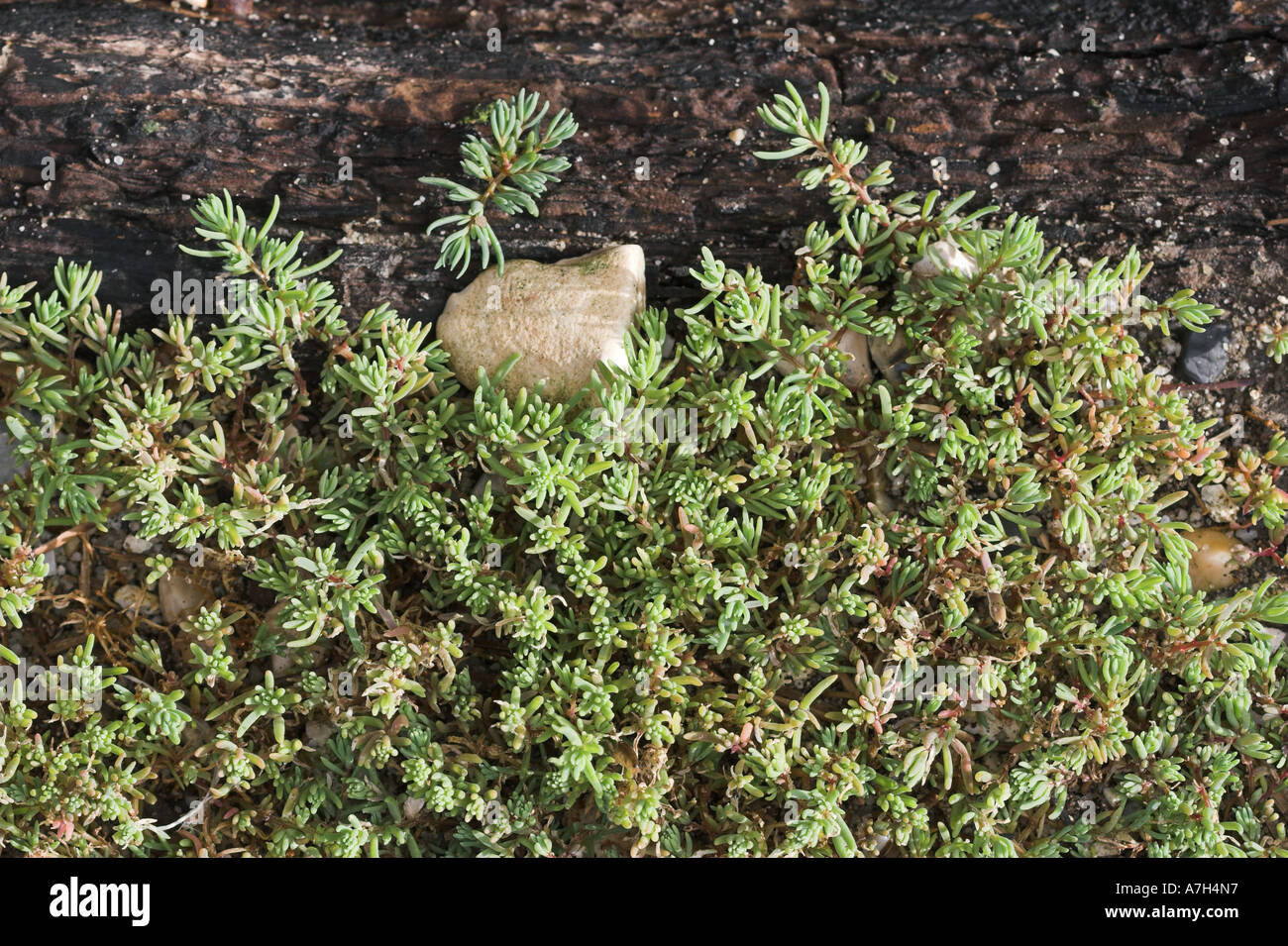 ANNUAL SEABLITE Suaeda maritima Brownsea Island Dorset UK Stock Photo ...