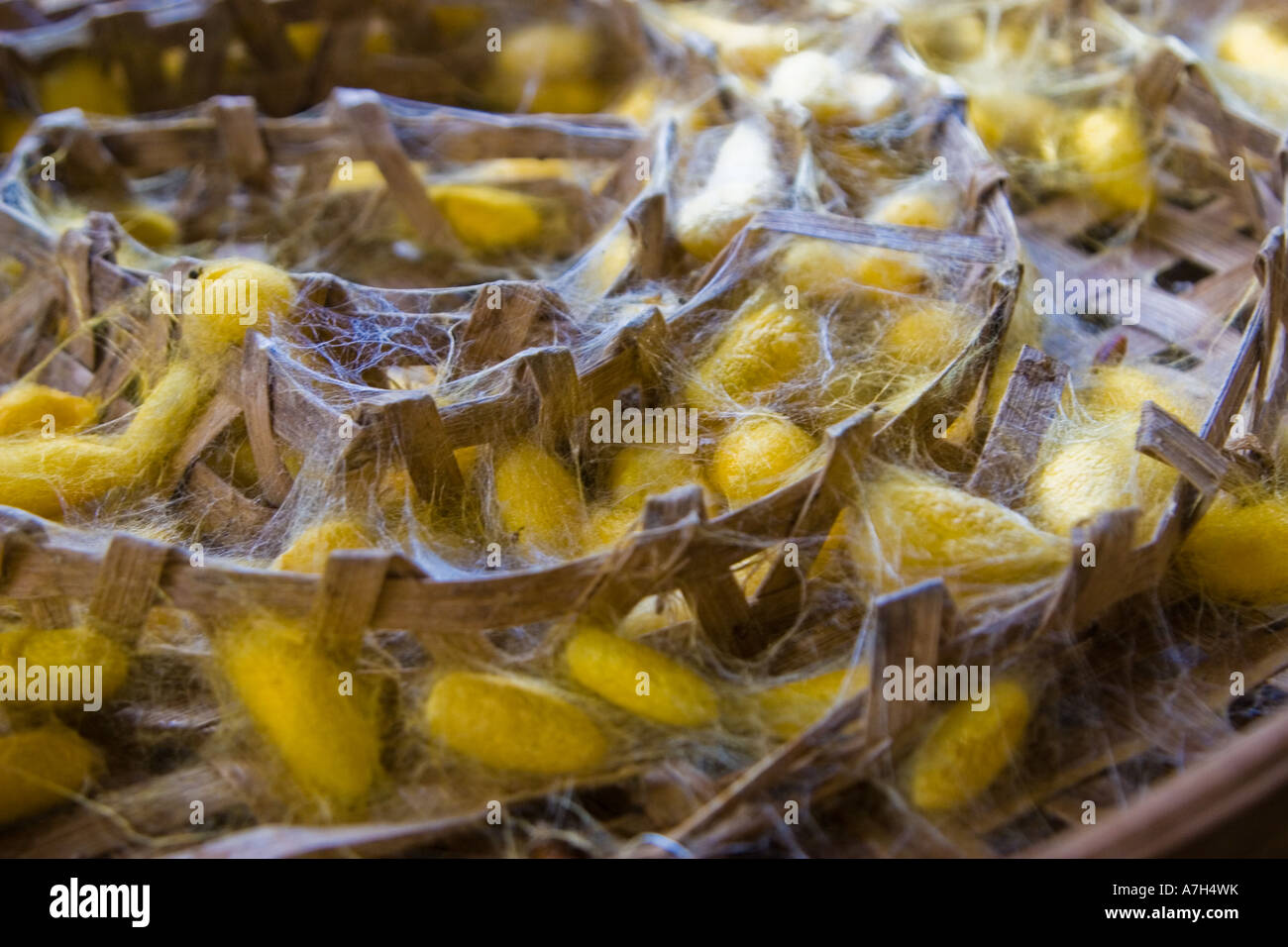 Silk Worm Cocoons Stock Photo - Alamy