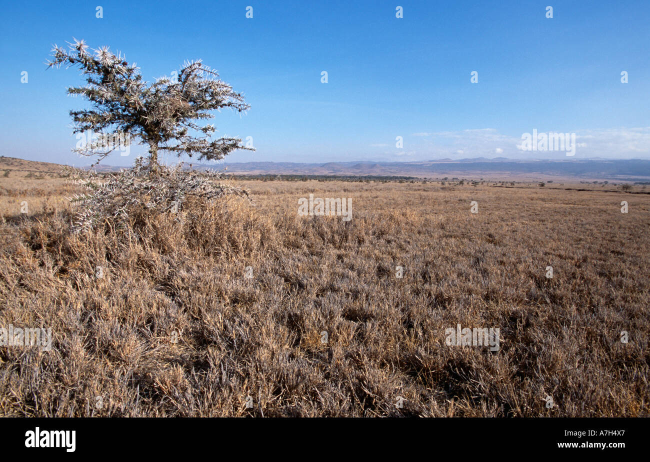 Acadia drepanolobium. Whistling Thorn Tree. Kenya Stock Photo - Alamy