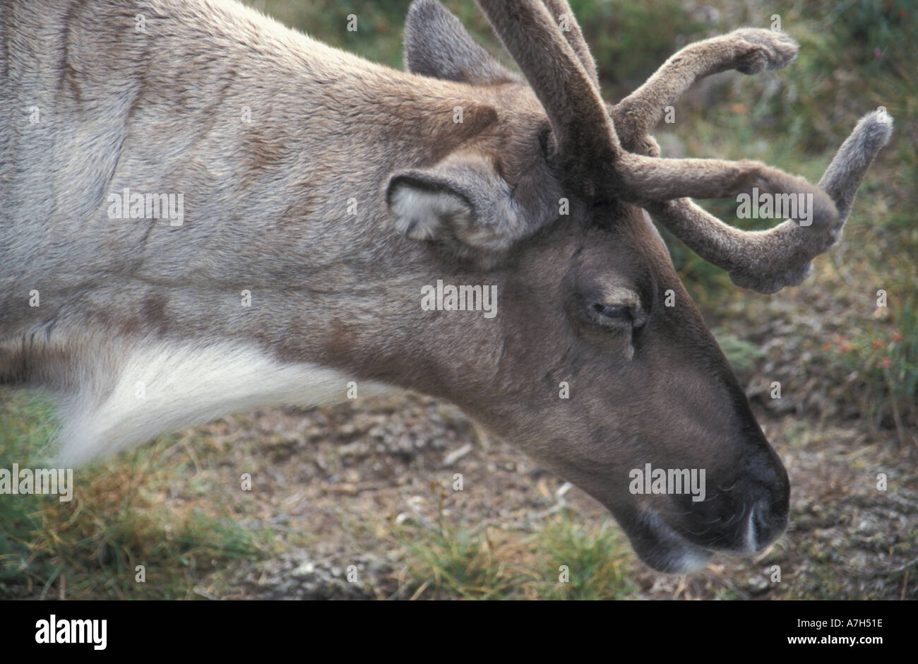reindeer s head Stock Photo - Alamy
