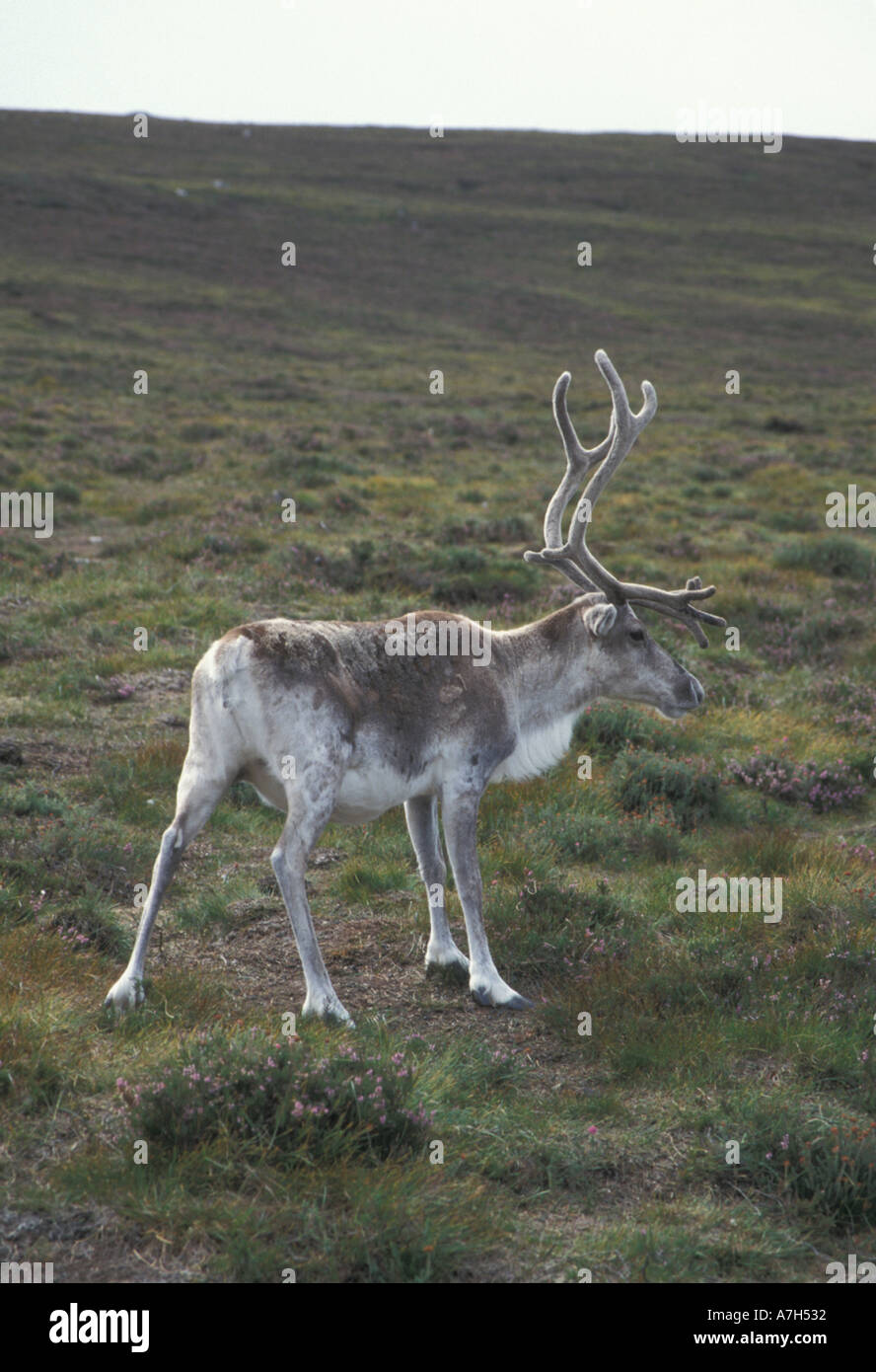 reindeer standing up Stock Photo - Alamy