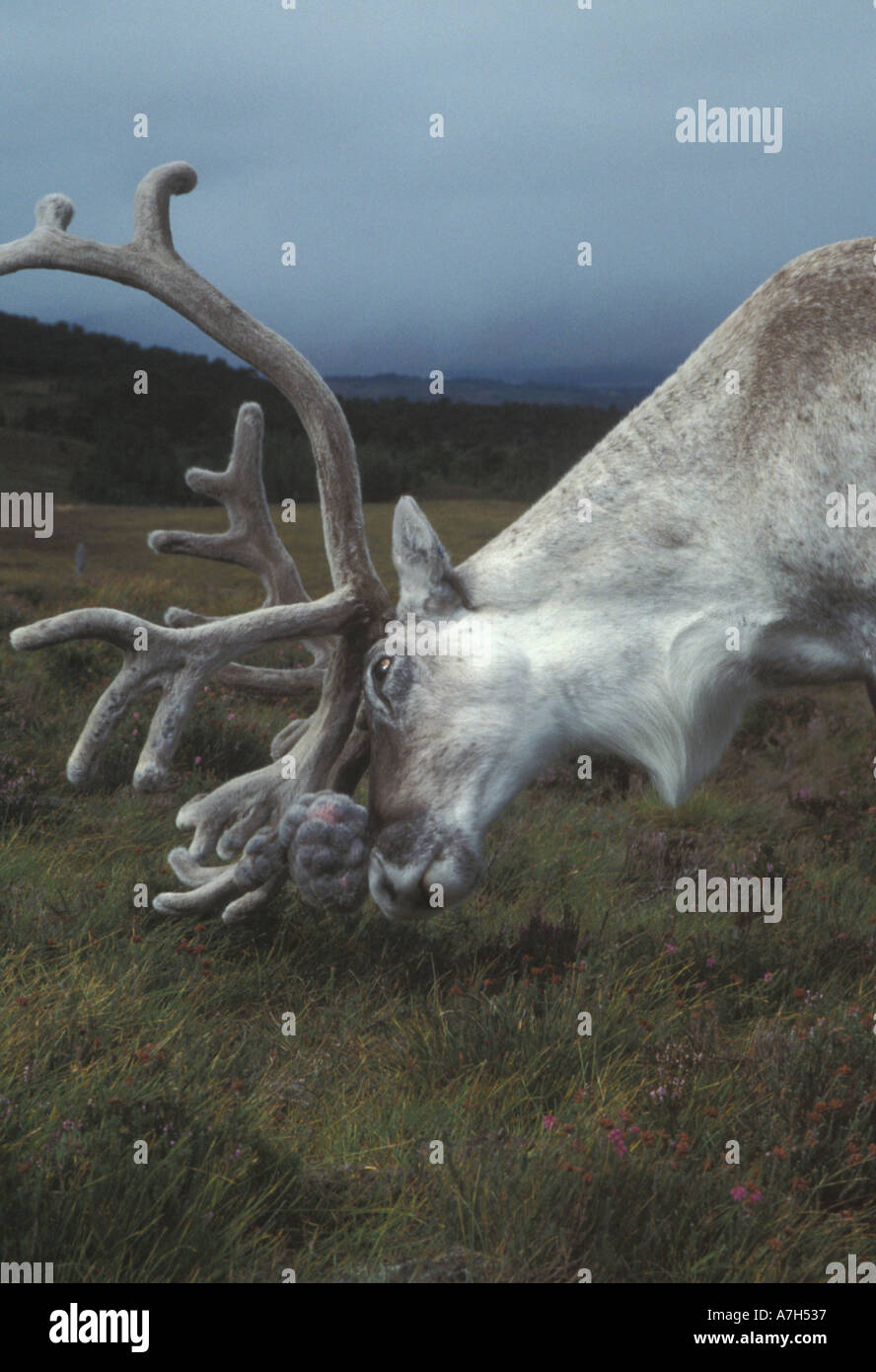 reindeer with its antlers Stock Photo - Alamy