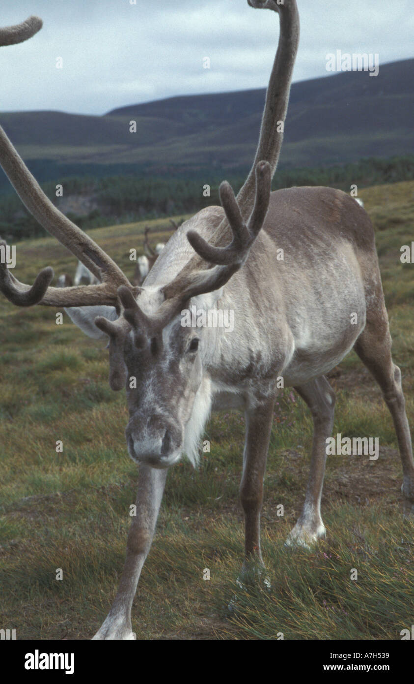 Reindeer watch hi-res stock photography and images - Alamy