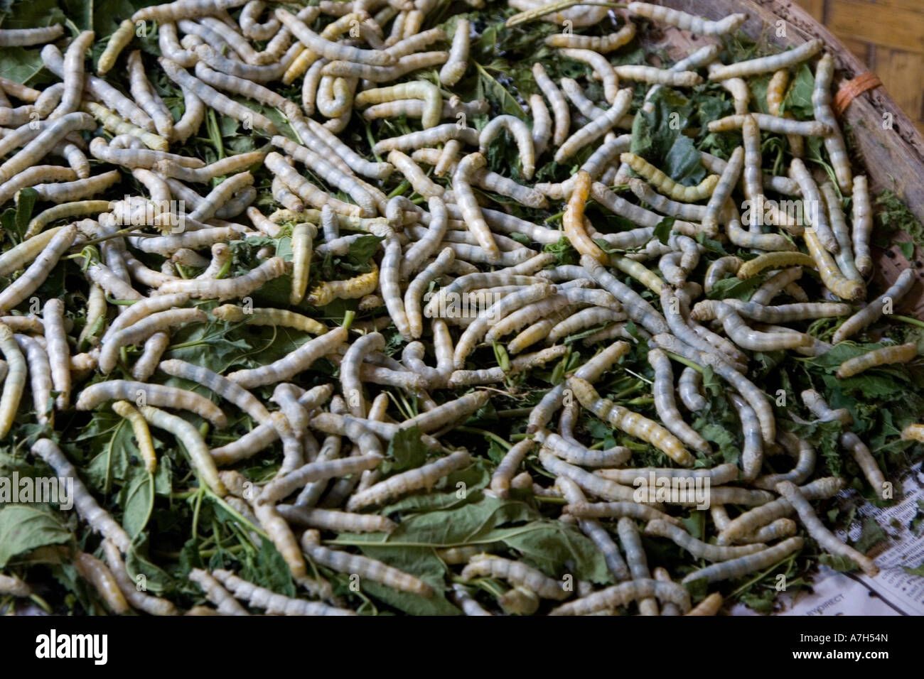 Silk Worm Cocoons Stock Photo - Alamy
