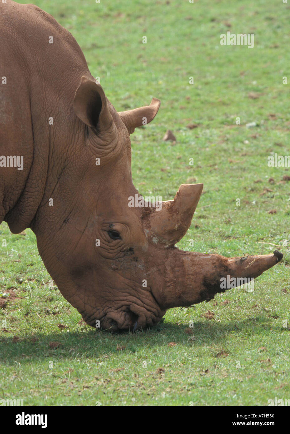 wide lipped rhino Stock Photo - Alamy