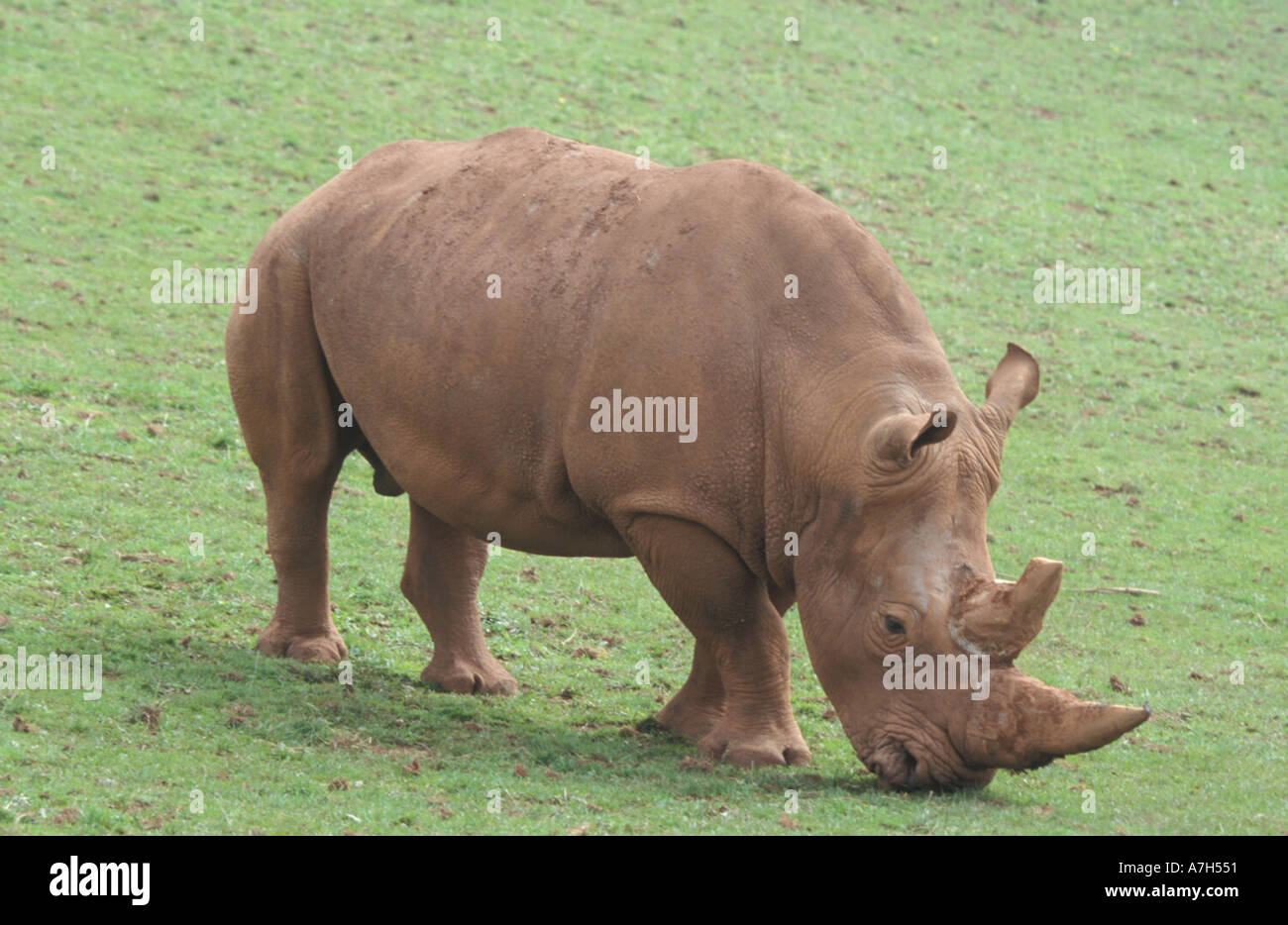 wide lipped rhino Stock Photo - Alamy