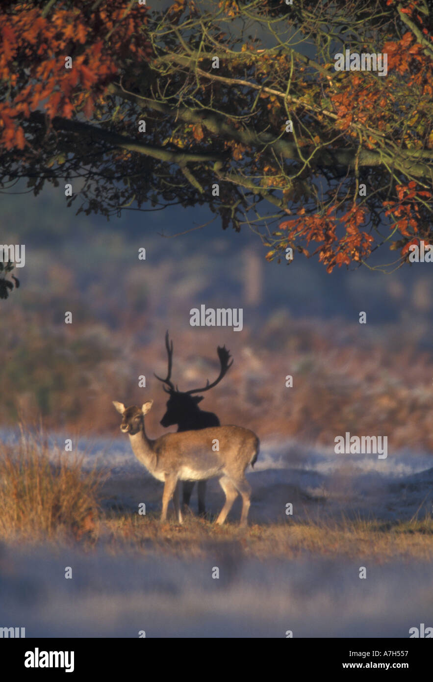 Deer under tree hi-res stock photography and images - Alamy