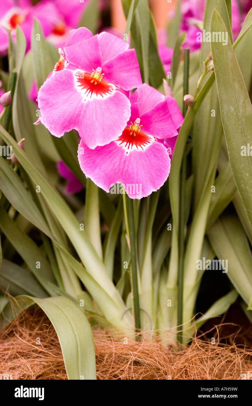 Pink red Miltonia Orchid DESIREE at flower show in Keukenhof gardens ...
