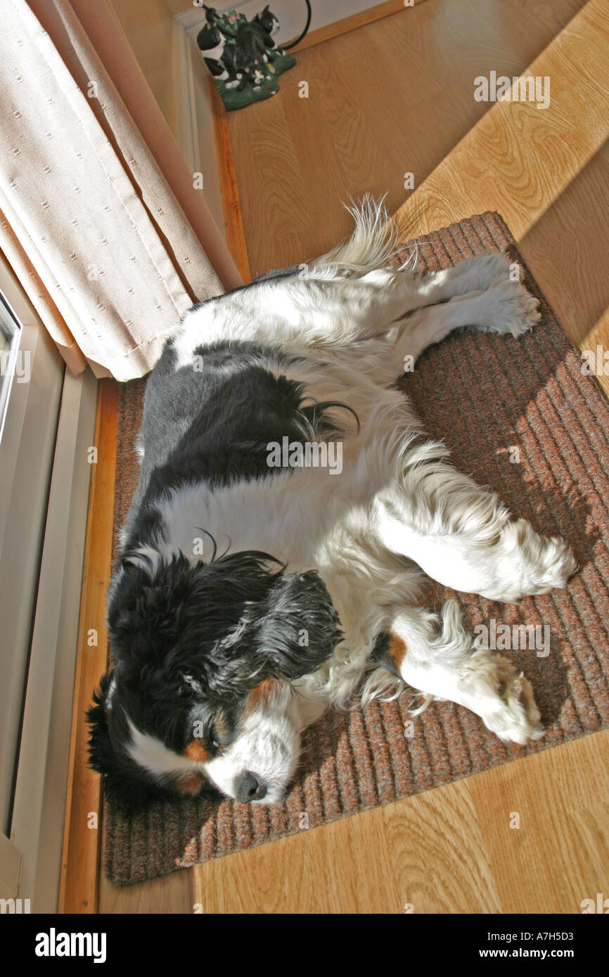 Dog asleep on mat Stock Photo - Alamy