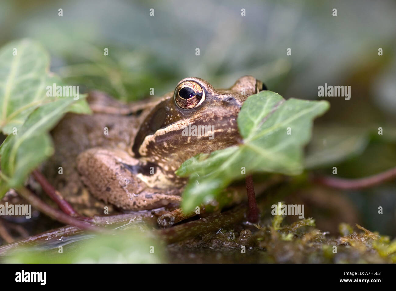 Common Frog Sitting on Ivy Leaves Stock Photo - Alamy