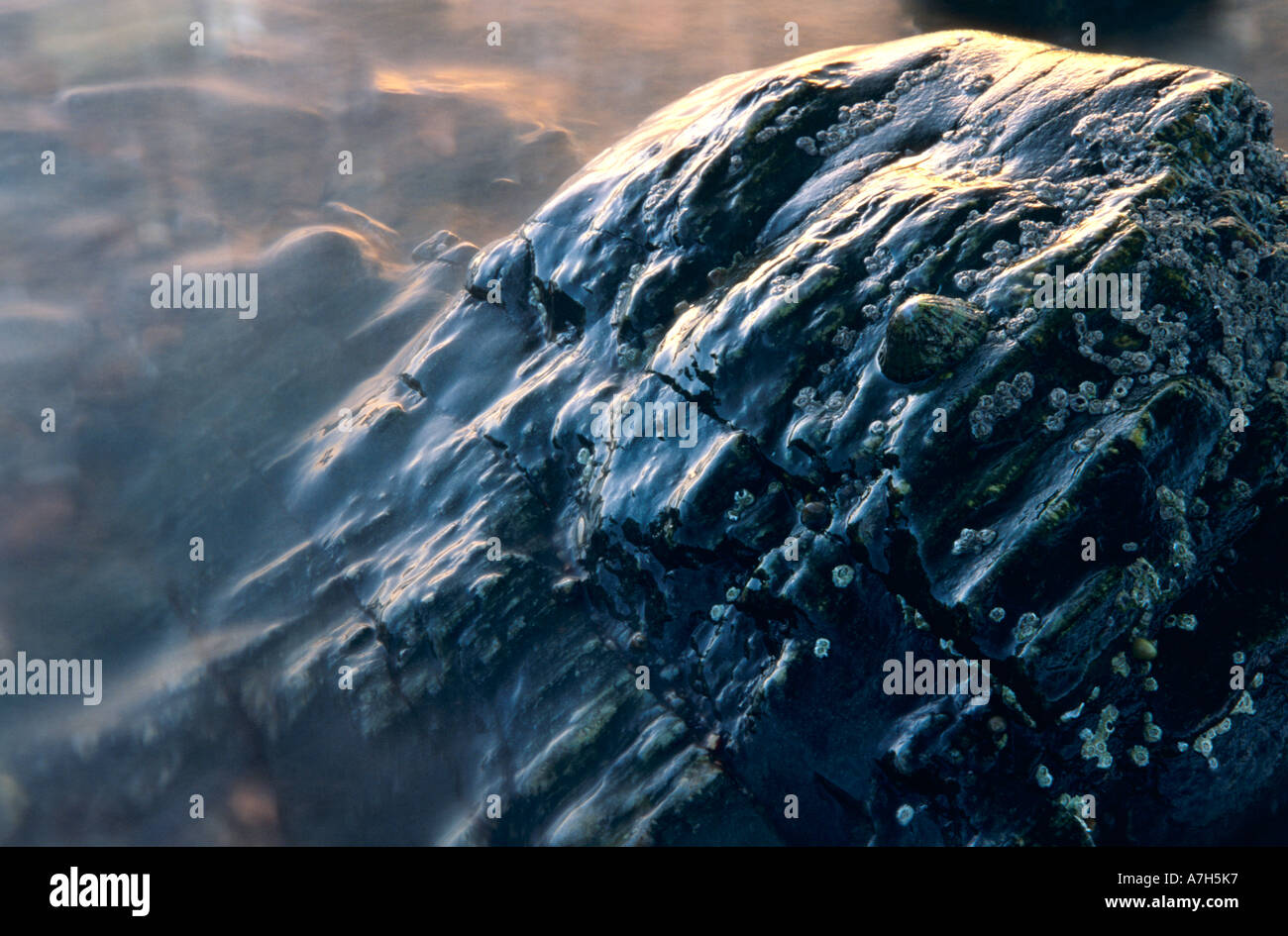 Conical limpet hi-res stock photography and images - Alamy