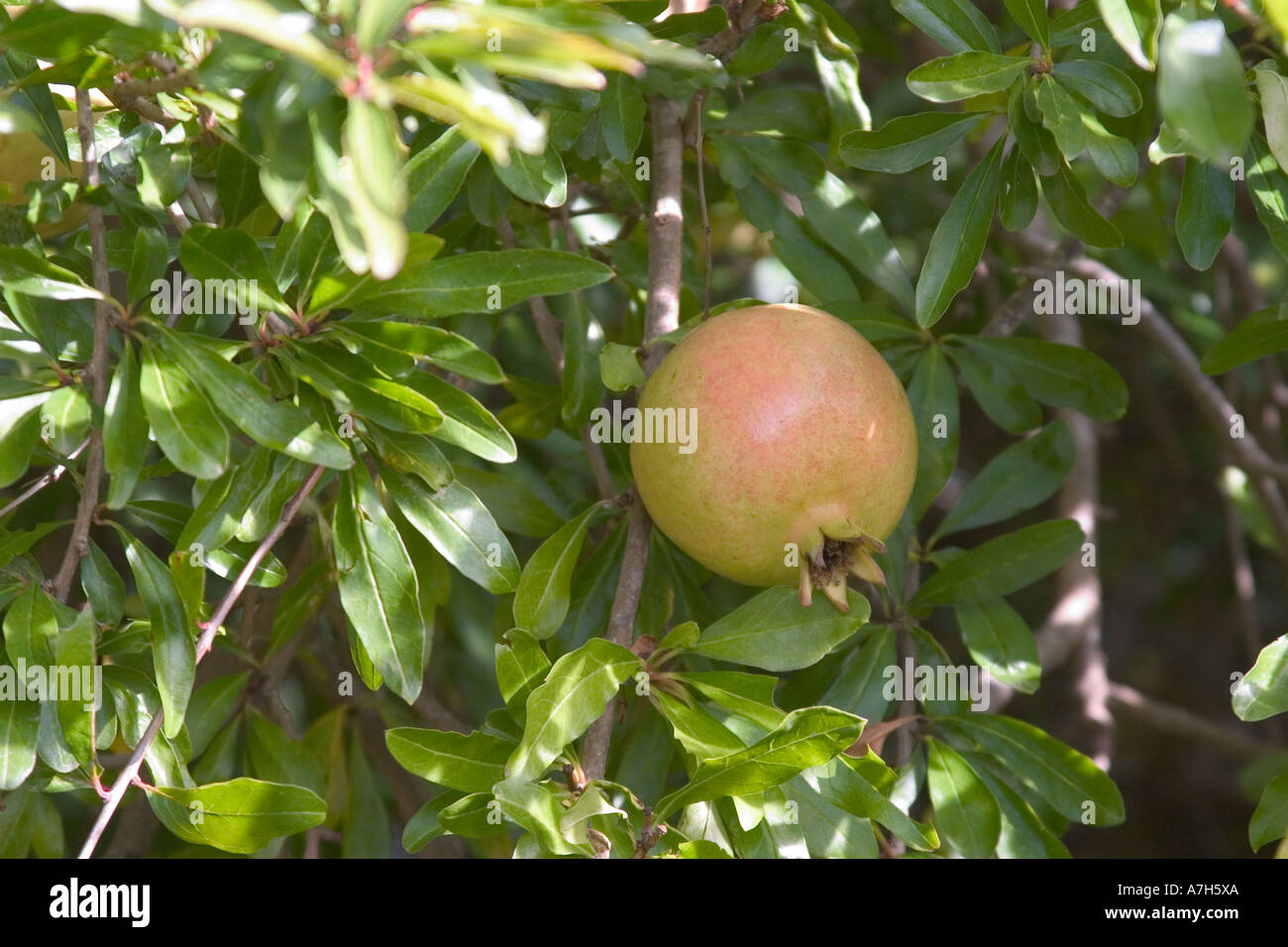 Orange fruit corfu island hi-res stock photography and images - Alamy