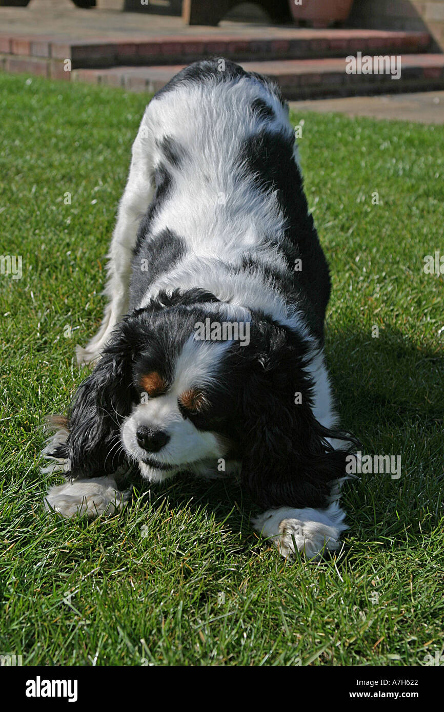 Dog chewing bone in grass hi-res stock photography and images - Alamy