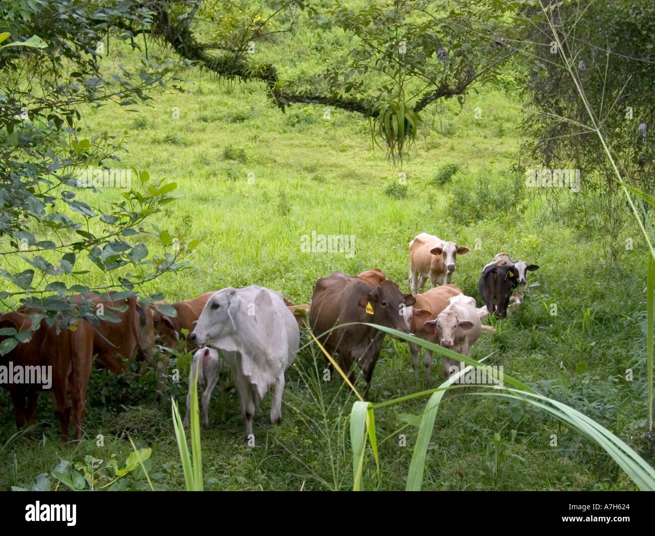 Zebu cattle (Bos primigenius indicus) enjoying the refreshing shadow of ...