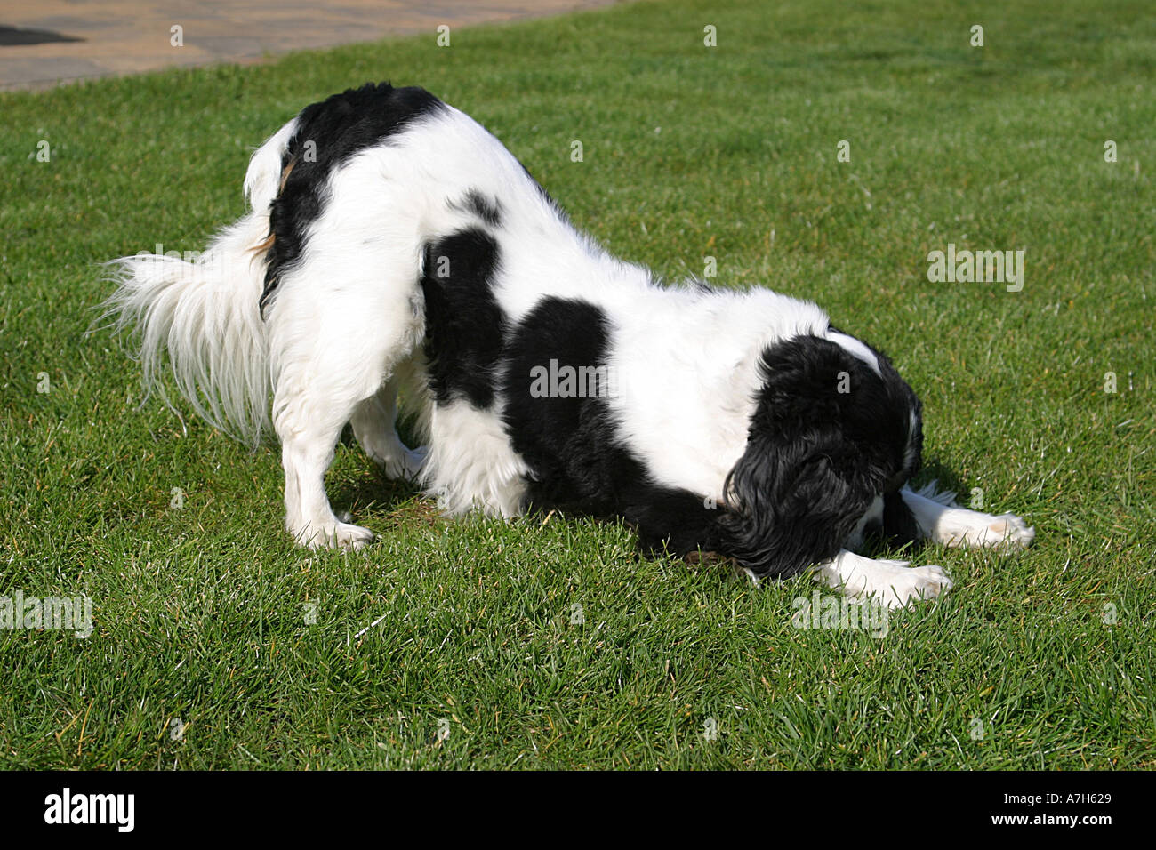 dog chewing bone in garden Stock Photo - Alamy